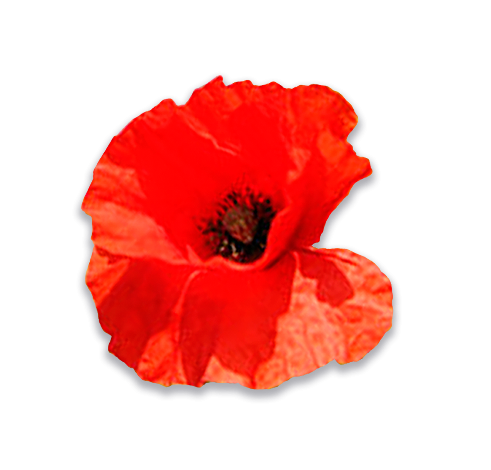 Quicklinks | Usborne | Be Curious