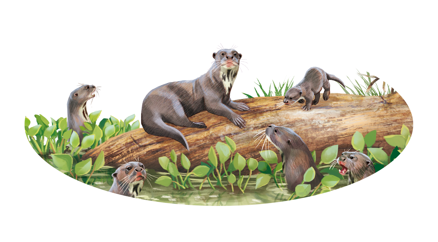 Quicklinks | Usborne | Be Curious