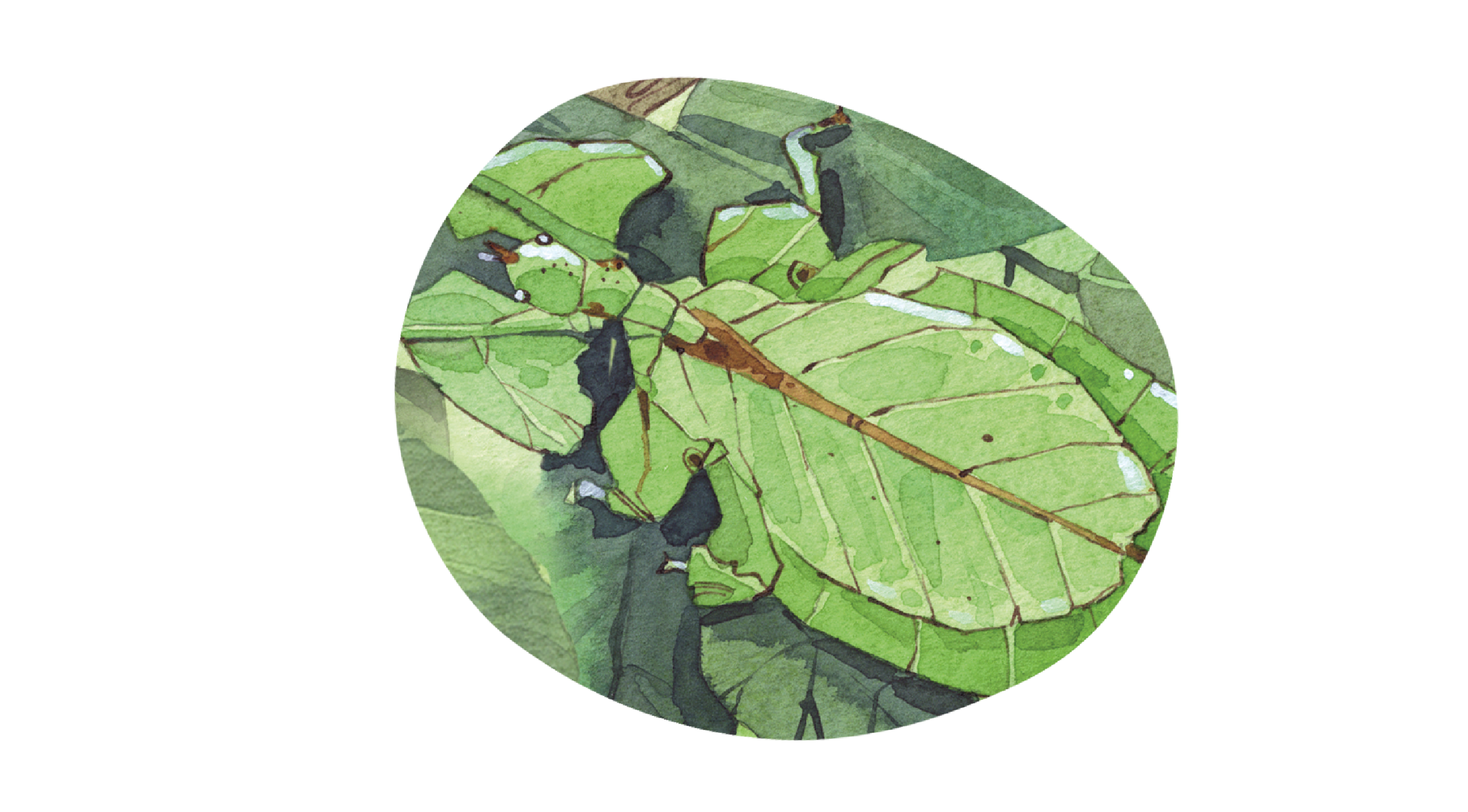 Giant walking leaf | Usborne | Be Curious