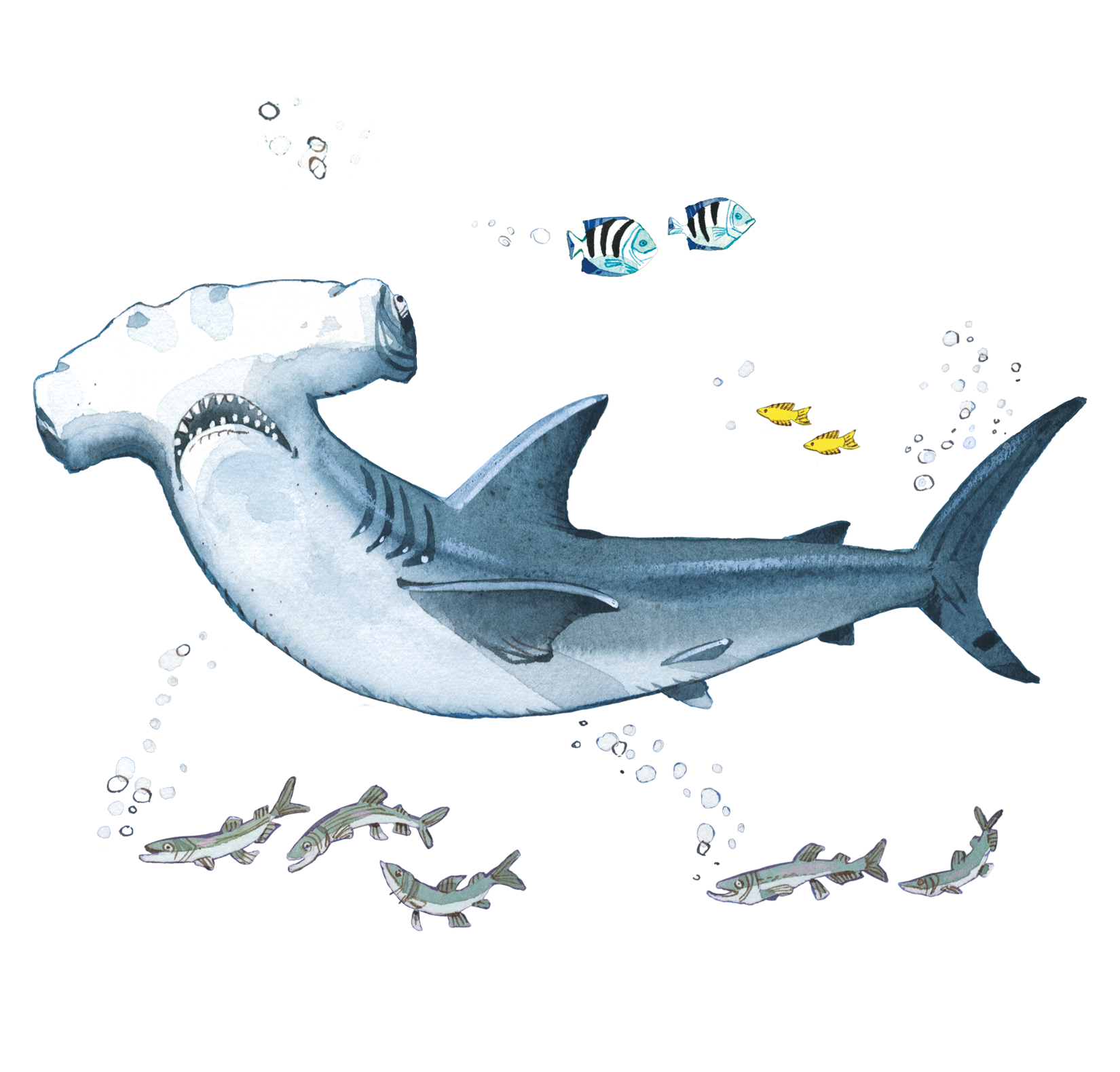 Dive with great hammerhead sharks! | Usborne | Be Curious