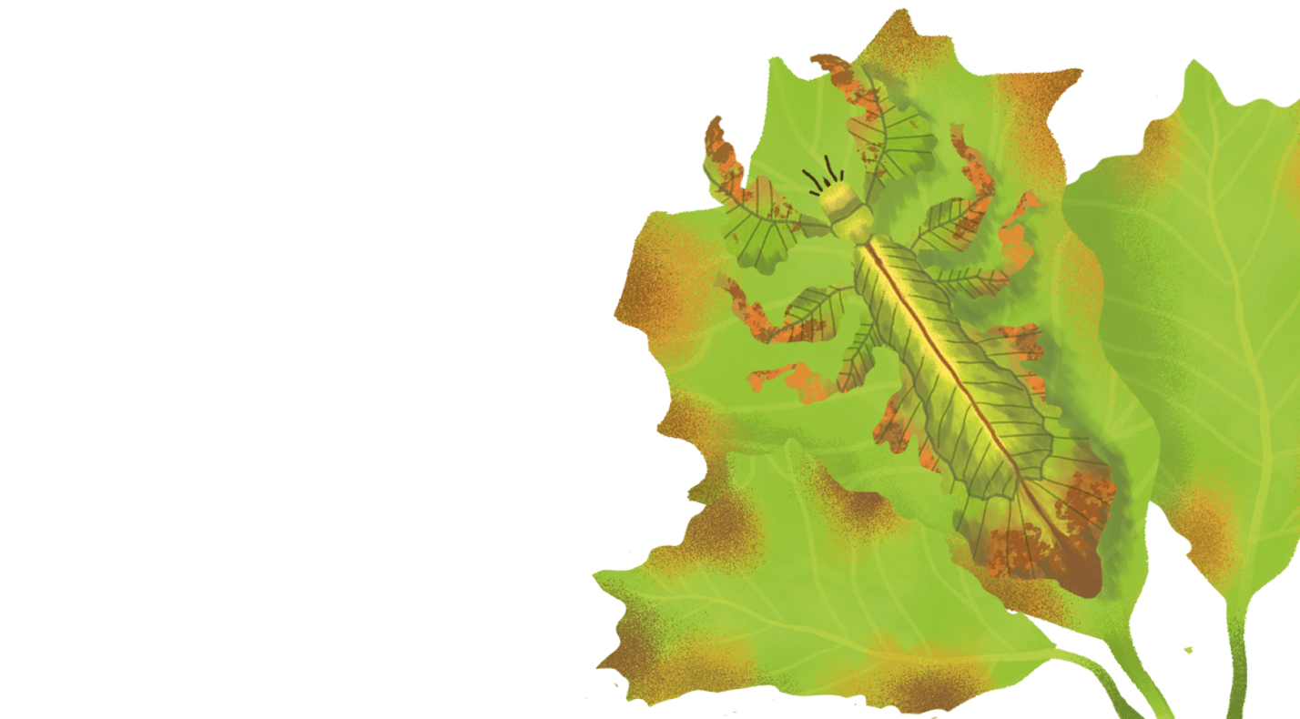 Can you spot the insect? | Usborne | Be Curious