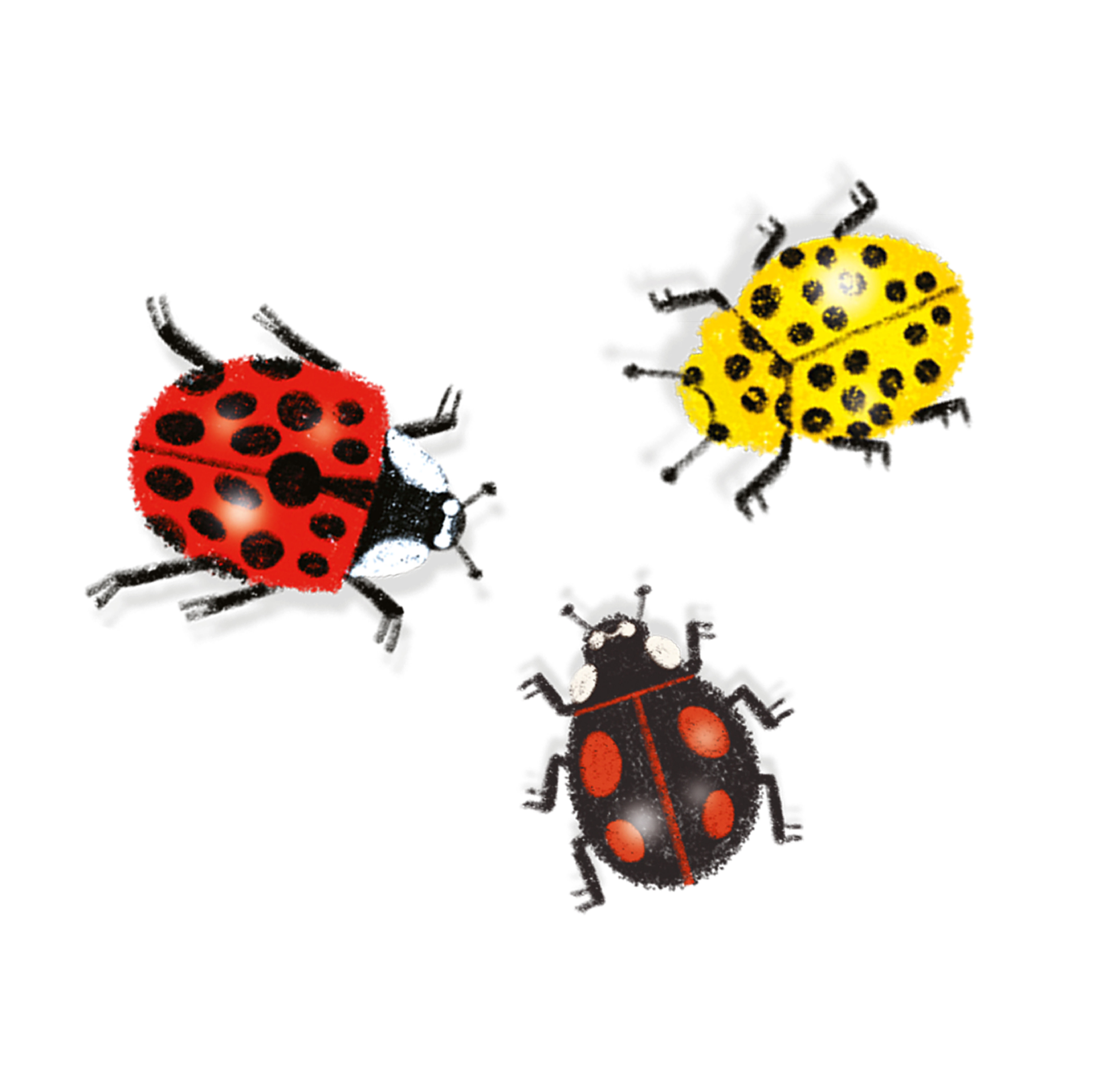 A loveliness of ladybirds, could consist of be 5000 different types ...