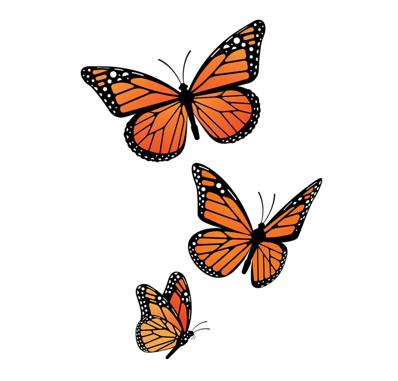 Monarch butterflies migrate along a route they've never seen before ...