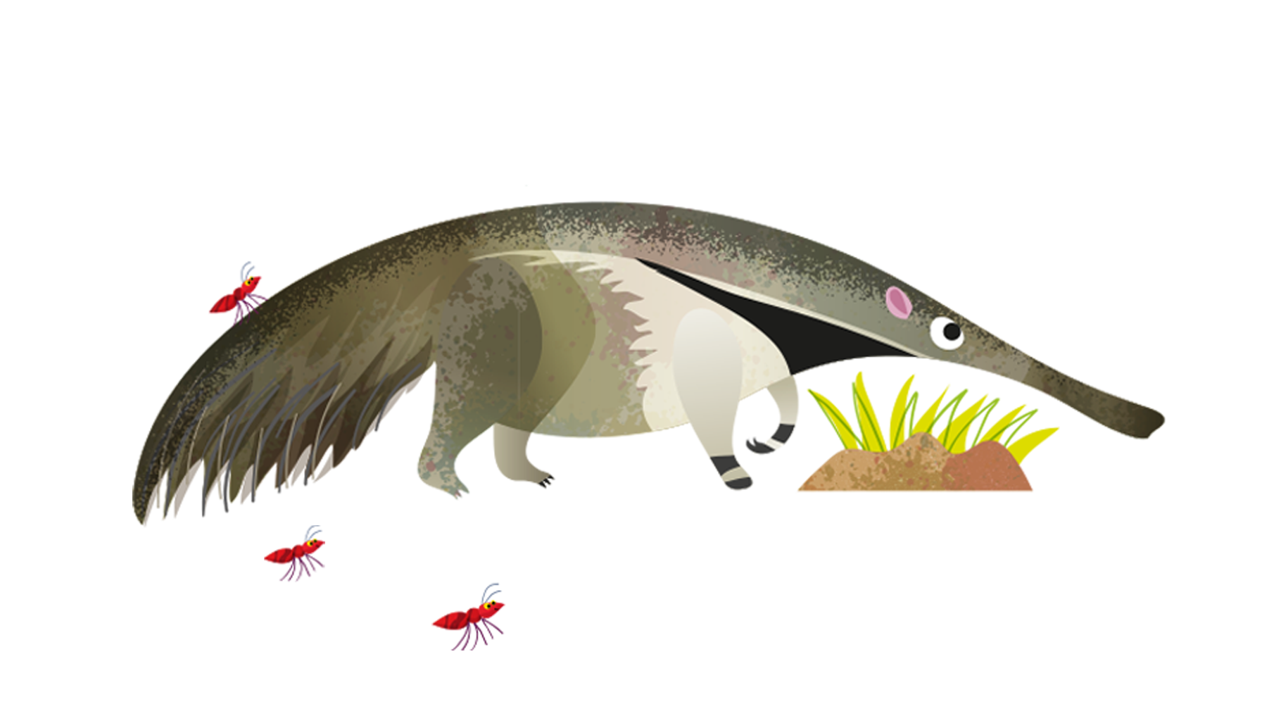 Meet giant anteaters | Usborne | Be Curious