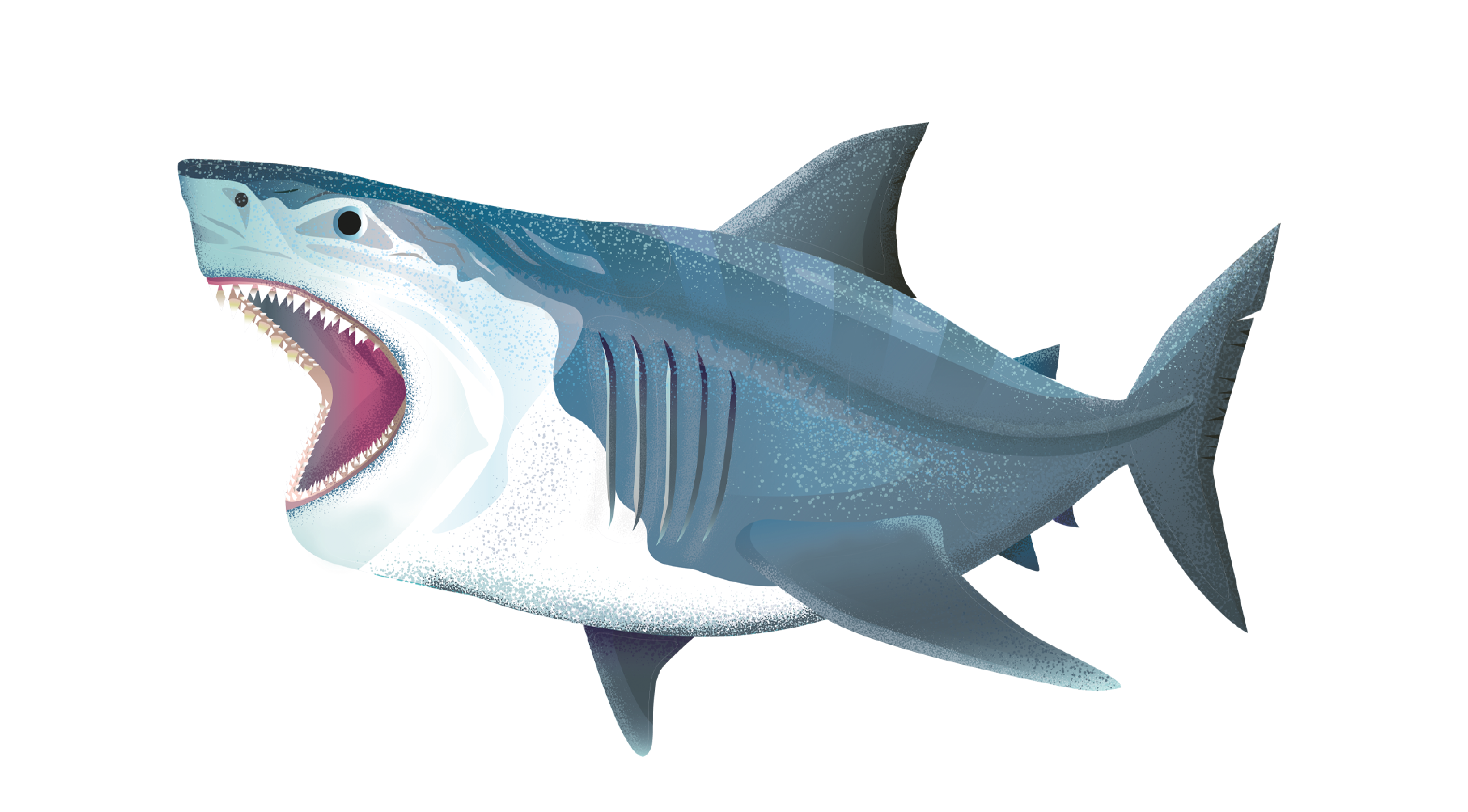 How big was megalodon? | Usborne | Be Curious