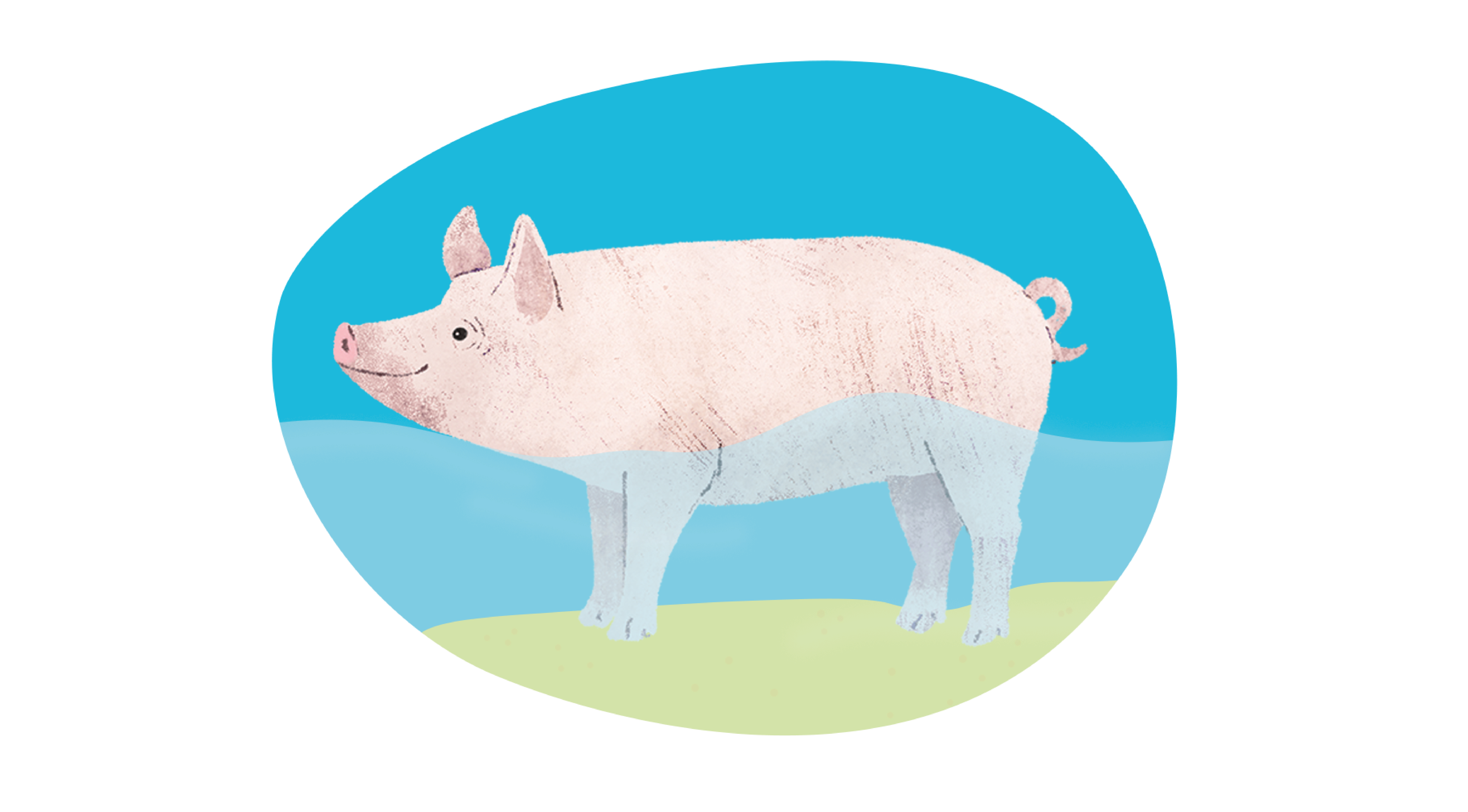 Swim with pigs! | Usborne | Be Curious